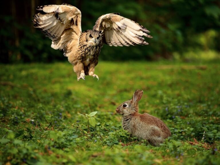 Do Owls Eat Rabbits - Lets Find Out at Zooologist