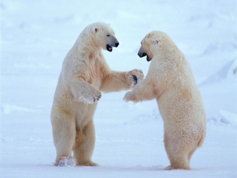 Do bears have tails - Why do bears have tails - Zooologist