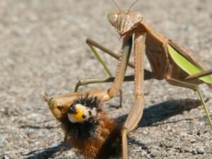 What Do Praying Mantis Eat - Praying Mantis Diet - Zooologist