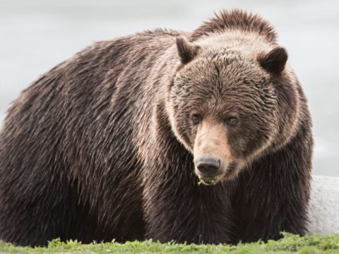 How much does grizzly bear weigh - Grizzly Bear Weight - Zooologist