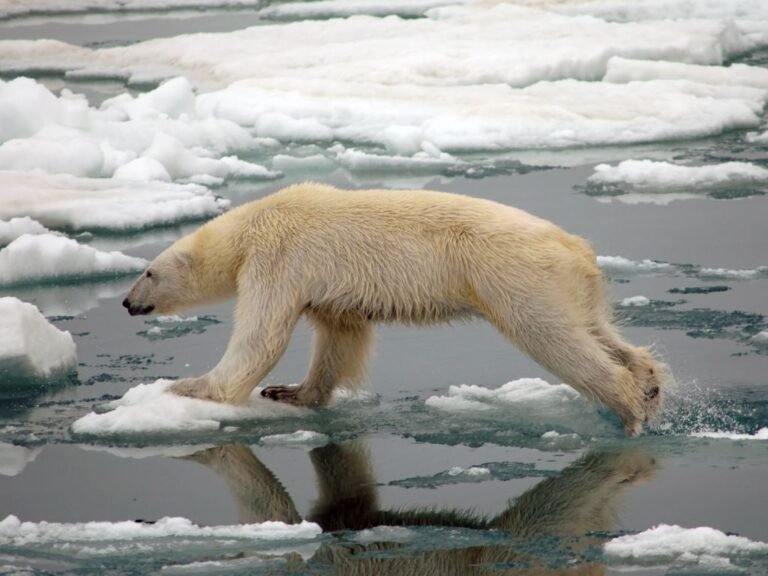 How Fast Can A Polar Bear Run - Polar Bear Speed - Zooologist