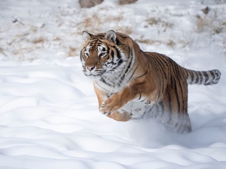 How Fast Can A Tiger Run - How Fast Is A Tiger - Tiger Speed