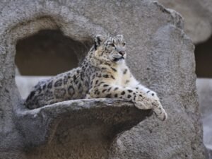 What Do Snow Leopards Eat - Snow Leopard Diet - Zooologist