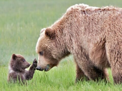 How much does grizzly bear weigh - Grizzly Bear Weight - Zooologist
