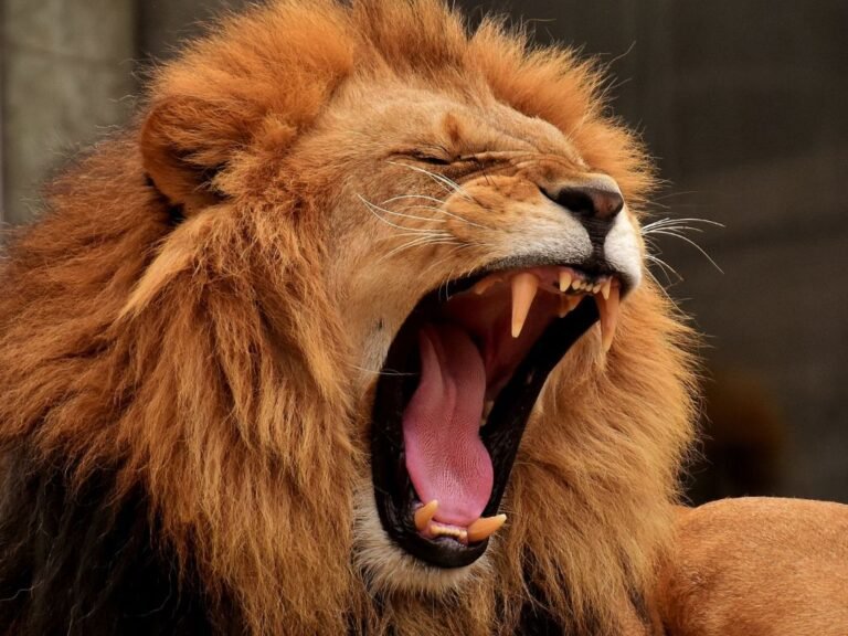 Adaptations Of A Lion - Behavioral, Structural & Physiological