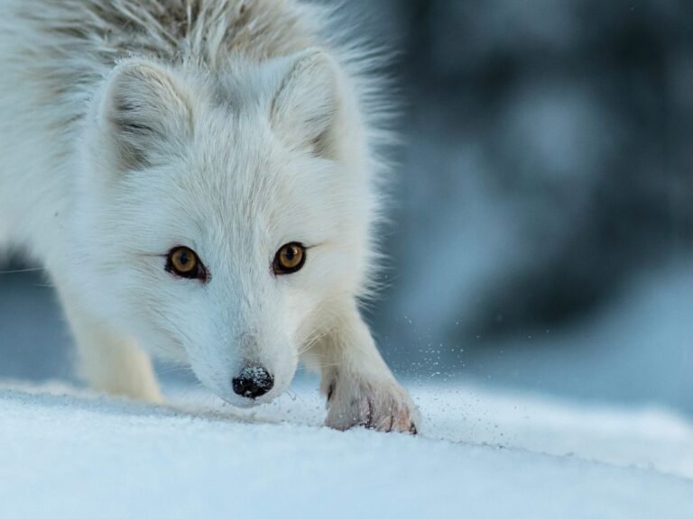 Adaptations Of An Arctic Fox - Behavioral, Structural & Physiological ...