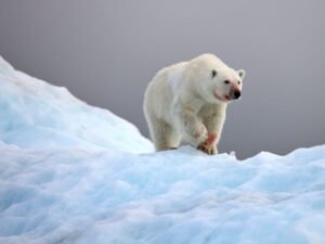 How Fast Can A Polar Bear Run - Polar Bear Speed - Zooologist