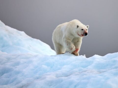 How Fast Can A Polar Bear Run - Polar Bear Speed - Zooologist