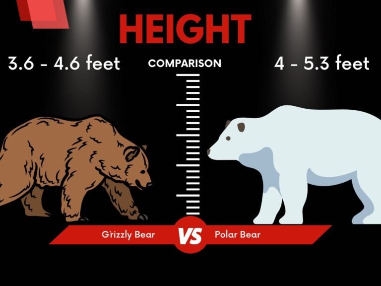 Polar Bears Vs Grizzly Bears Size - Are polar bears bigger than grizzly ...