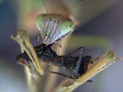 What Do Praying Mantis Eat - Praying Mantis Diet - Zooologist