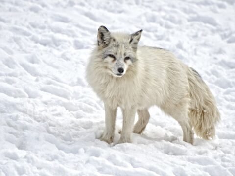 Adaptations Of An Arctic Fox - Behavioral, Structural & Physiological ...