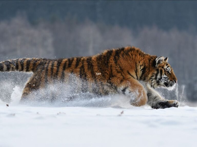 How Fast Can A Tiger Run - How Fast Is A Tiger - Tiger Speed