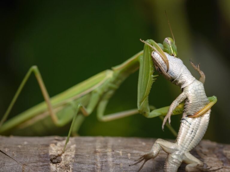 What Do Praying Mantis Eat - Praying Mantis Diet - Zooologist
