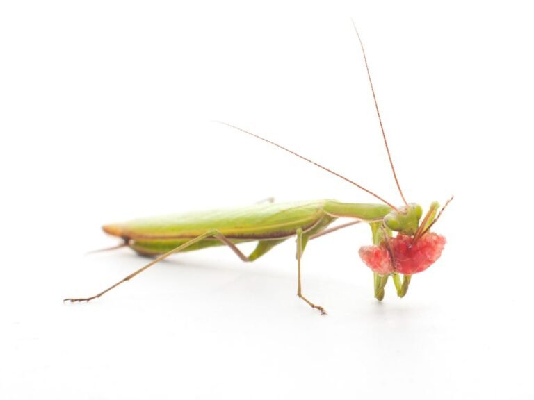 What Do Praying Mantis Eat - Praying Mantis Diet - Zooologist