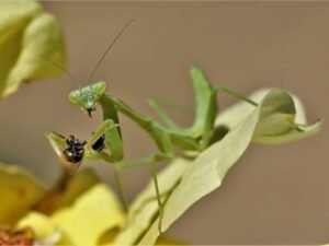 What Do Praying Mantis Eat - Praying Mantis Diet - Zooologist