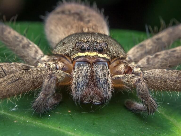 Where Do Huntsman Spider Live - Huntsman Spider Habitat - Zooologist