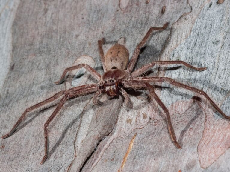 Where Do Huntsman Spider Live - Huntsman Spider Habitat - Zooologist