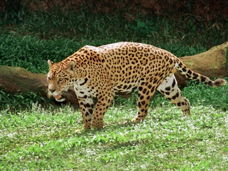 How Fast Can A Jaguar Run - Jaguar Speed - Zooologist