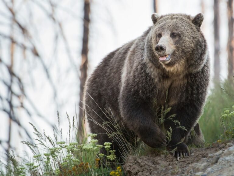How much does grizzly bear weigh - Grizzly Bear Weight - Zooologist
