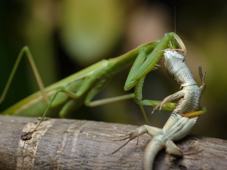 What Do Praying Mantis Eat - Praying Mantis Diet - Zooologist