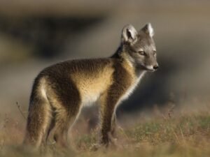 Adaptations Of An Arctic Fox - Behavioral, Structural & Physiological ...