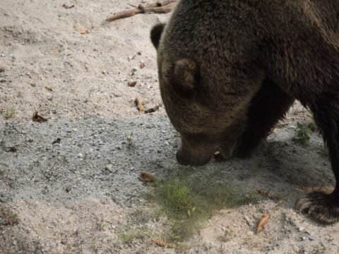 What Do Grizzly Bears Eat - Grizzly Bears Diet - Zooologist