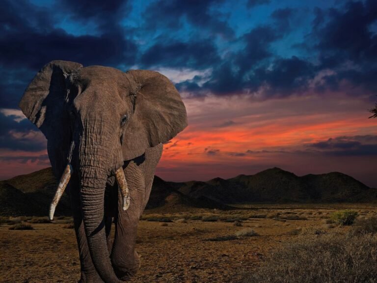 Adaptations Of An Elephant - Behavioral, Structural & Physiological ...