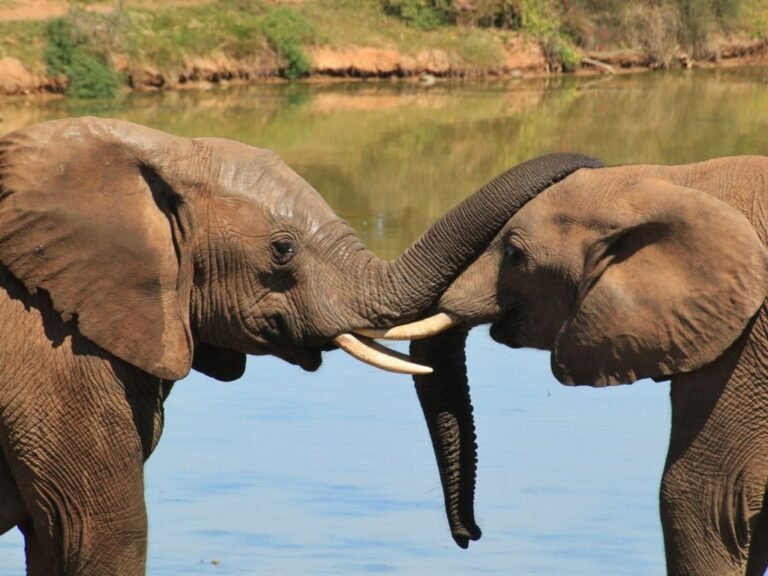 Adaptations Of An Elephant - Behavioral, Structural & Physiological ...