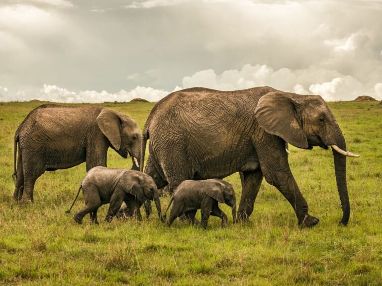 Adaptations Of An Elephant - Behavioral, Structural & Physiological ...