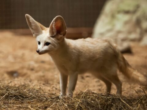 Adaptations of a Fennec Fox - Behavioral, Structural & Physiological ...