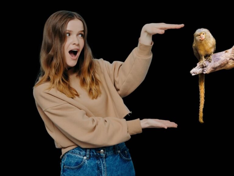 Finger Monkey Full Grown - How Big is a Finger Monkey - Zooologist