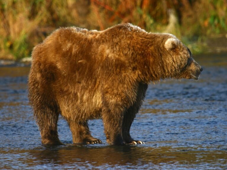 How Big Is A Kodiak Bear - Kodiak Bear Size - Zooologist