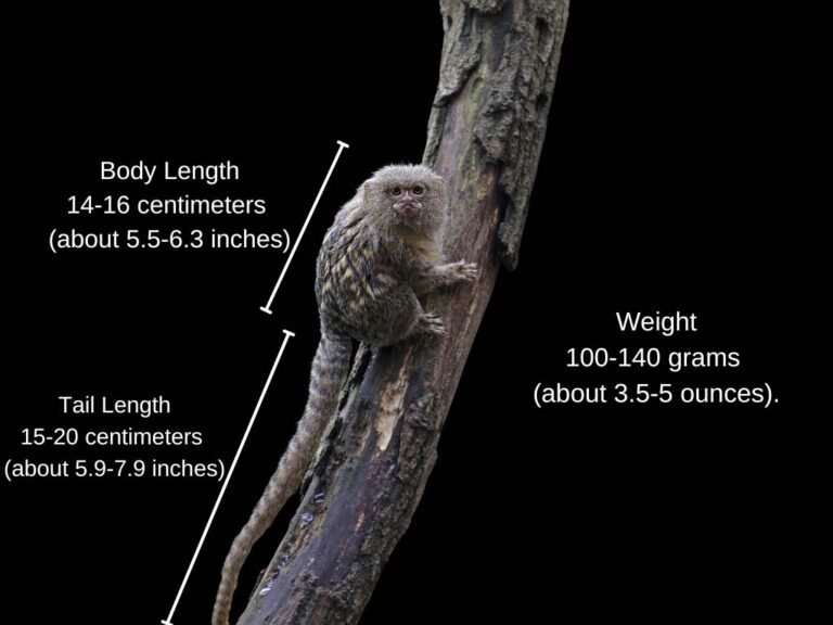 Finger Monkey Full Grown - How Big is a Finger Monkey - Zooologist