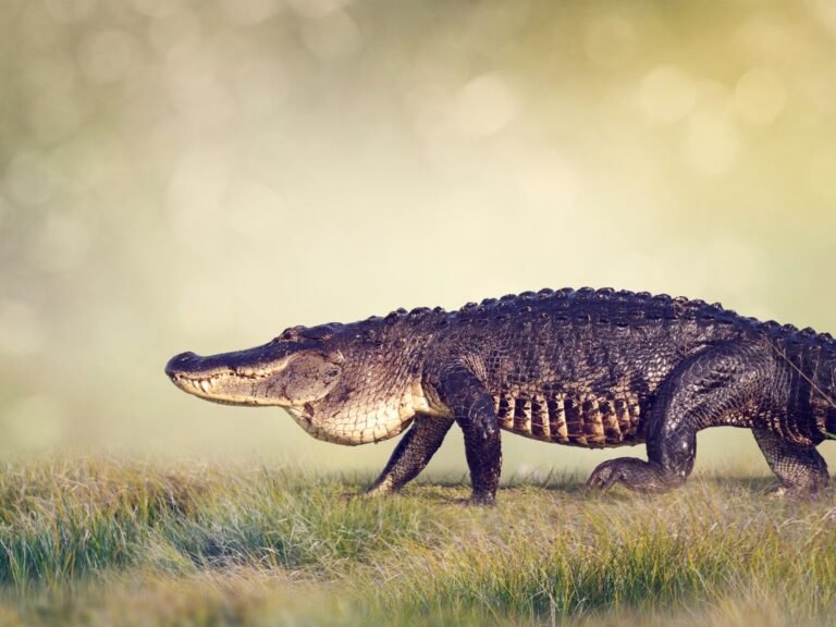 How Fast Can An Alligator Run - Alligator Speed - Zooologist