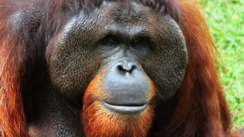 How Strong Are Orangutans | Orangutans Strength - Zooologist
