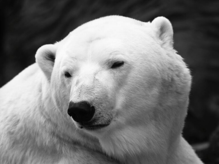 How Long Do Polar Bears Live - Polar Bear Lifespan - Zooologist