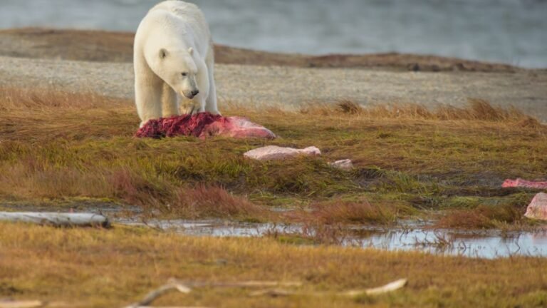 What Do Polar Bears Eat - Polar Bears Diet - Zooologist