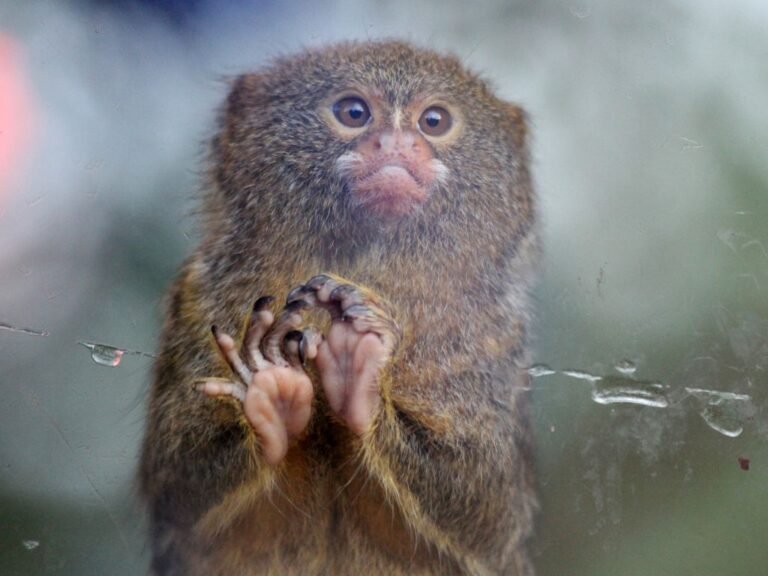 Finger Monkey Full Grown - How Big is a Finger Monkey - Zooologist