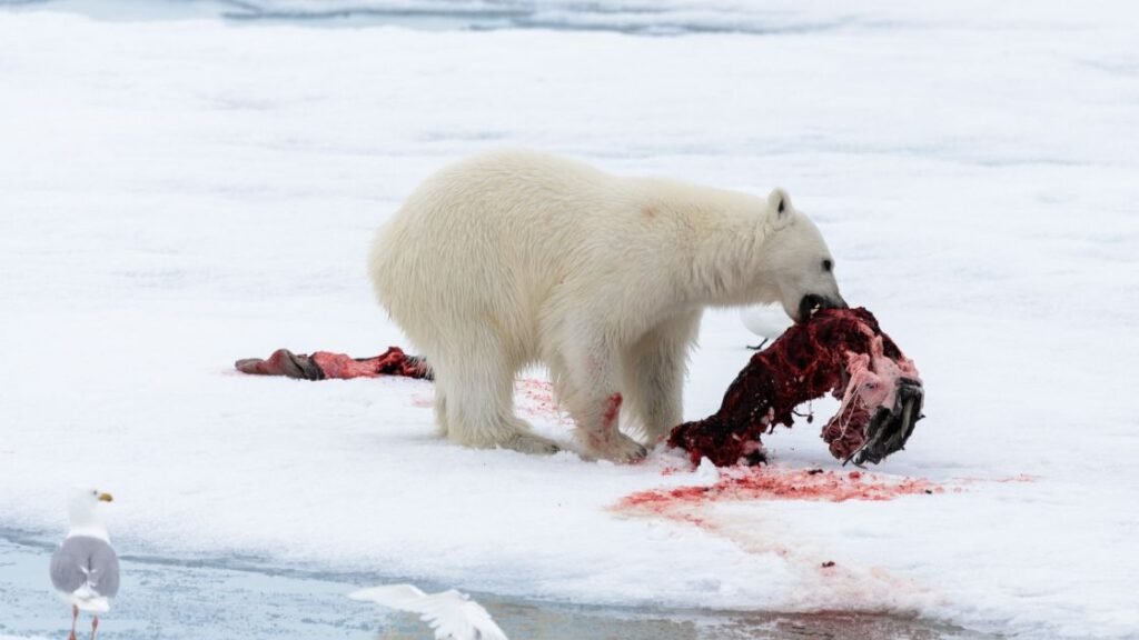What Do Polar Bears Eat - Polar Bears Diet - Zooologist