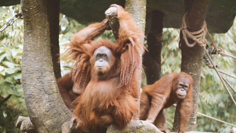 How Strong Are Orangutans | Orangutans Strength - Zooologist