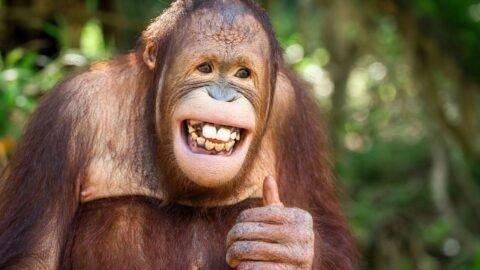 How Strong Are Orangutans | Orangutans Strength - Zooologist