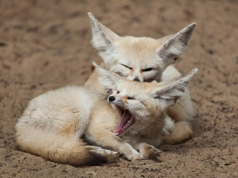 Adaptations of a Fennec Fox - Behavioral, Structural & Physiological ...