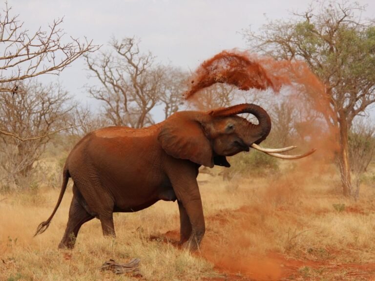 Adaptations Of An Elephant - Behavioral, Structural & Physiological ...
