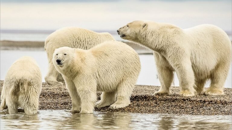 Where Do Polar Bears Live - Polar Bear Habitat - Zooologist