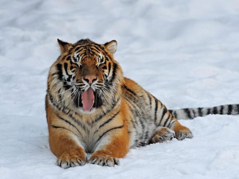 Why Siberian Tigers Are Endangered - Zooologist