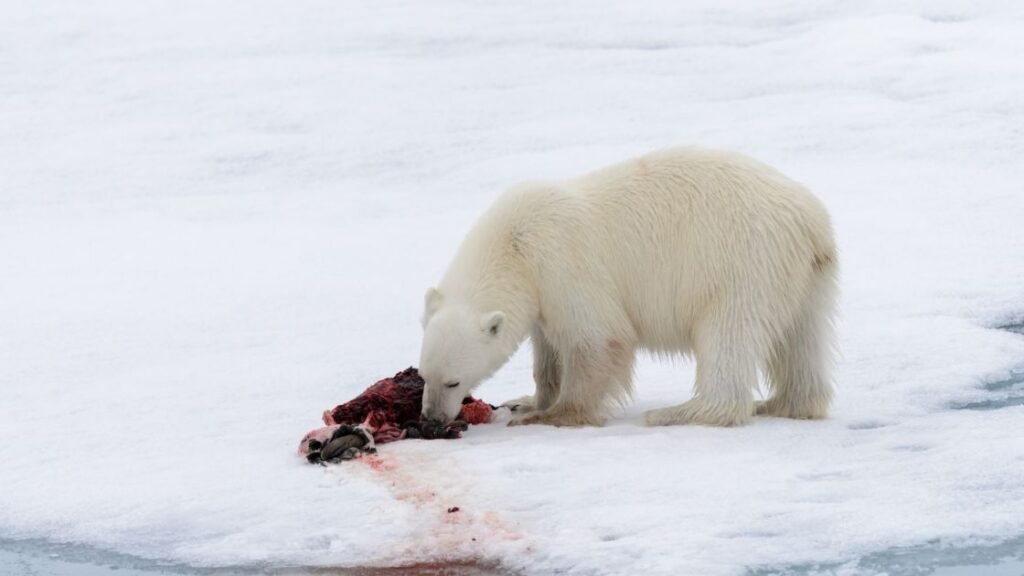 What Do Polar Bears Eat - Polar Bears Diet - Zooologist