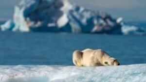 Where Do Polar Bears Live - Polar Bear Habitat - Zooologist