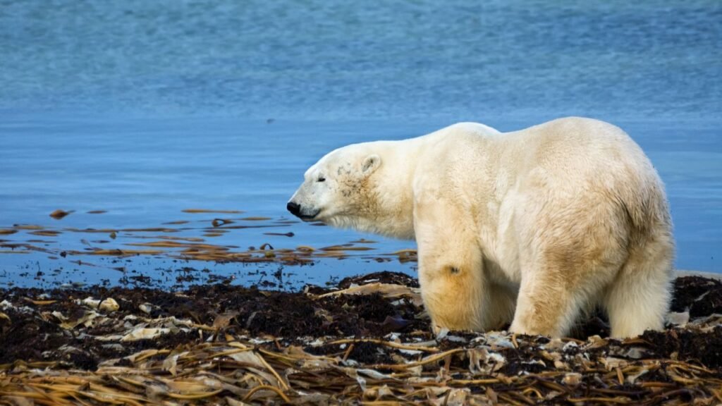 Where Do Polar Bears Live - Polar Bear Habitat - Zooologist