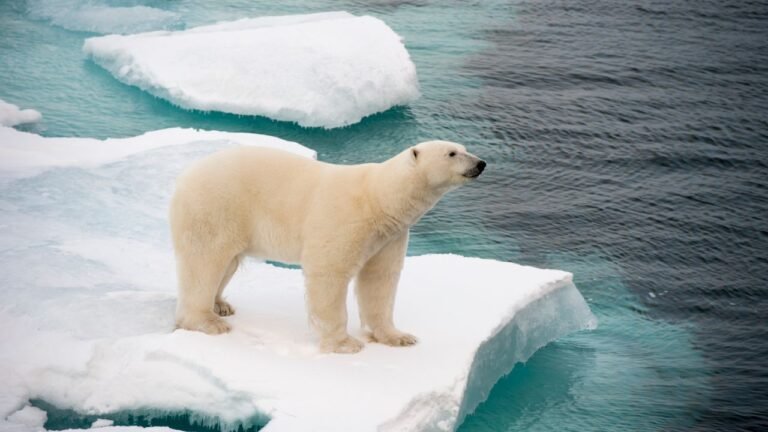 Where Do Polar Bears Live - Polar Bear Habitat - Zooologist