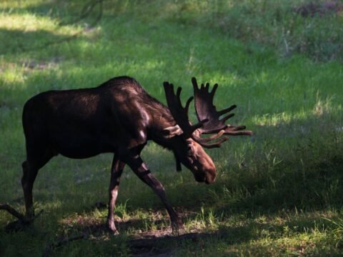 Are Moose Endangered - Are moose protected species - Zooologist